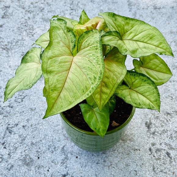 Other | Syngonium Berry Allusion Arrow Head Live Plant | Poshmark